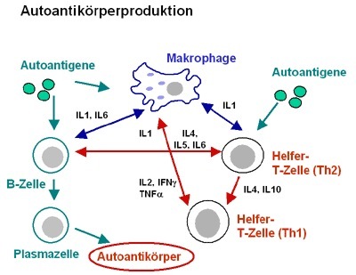 Autoimmun­erkrankungen - Naturheilzentrum Breidenbach
